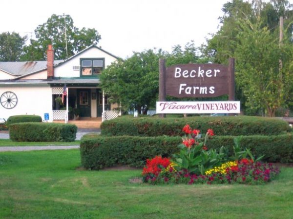 Becker Farms - Born Buffalo