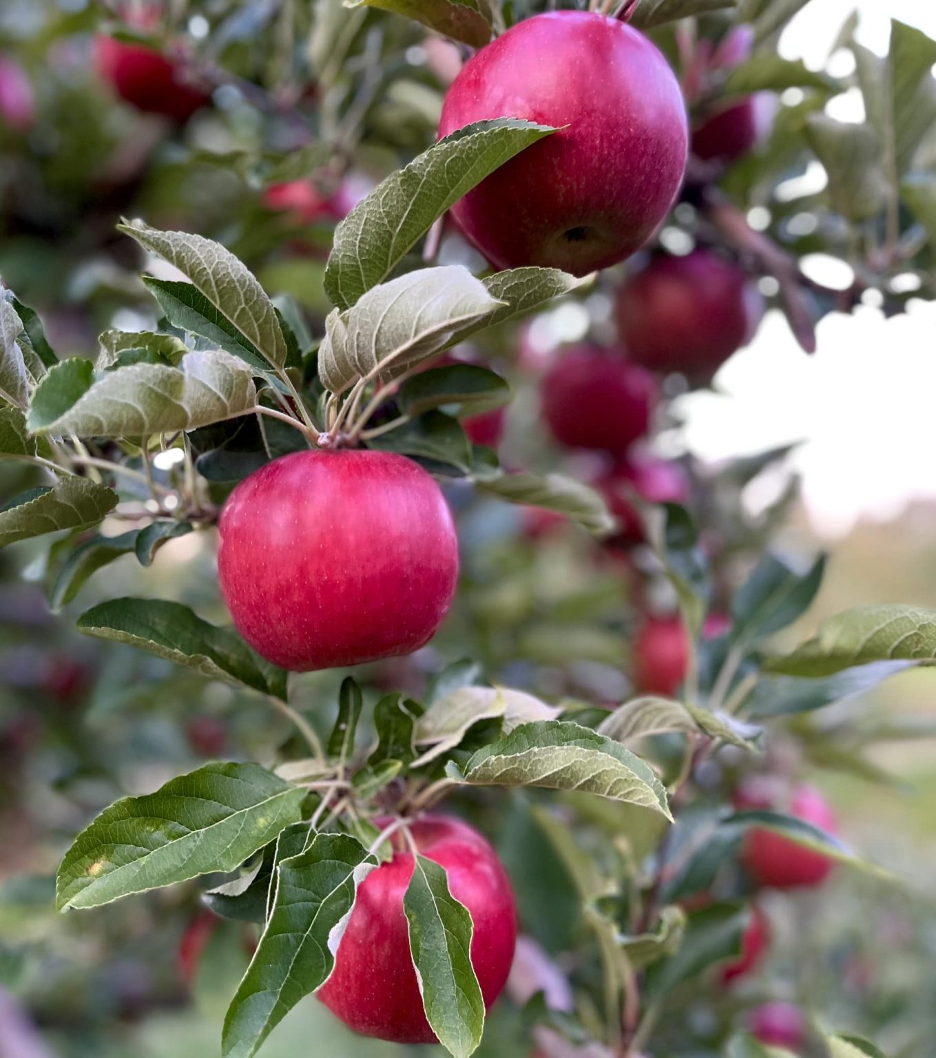Blackman Homestead Farm - Born Buffalo